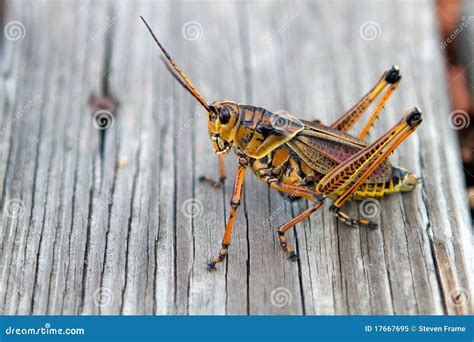 Florida Lubber Grasshopper Stock Image Image Of Florida 17667695