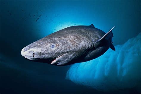 This Greenland Shark Is Believed To Be 250 500 Years Old Greenland