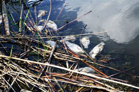 Ikan Yang Mati Di Dekat Pantai Mencemari Bau Limbah Foto Latar Belakang