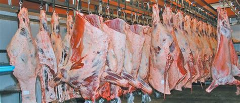 Audit Sees Better Quality Carcasses The Western Producer