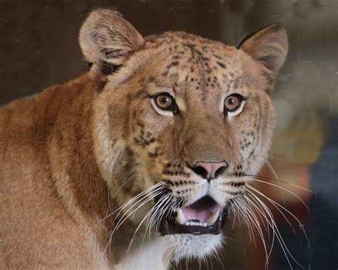 Liger Big Cat Habitat