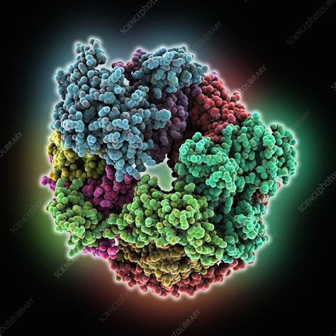 Rna Exosome Complex Molecular Model Stock Image C0251961