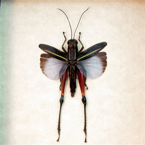 Real Blue Grasshopper Framed Taxidermy Coloracris Azureus Etsy