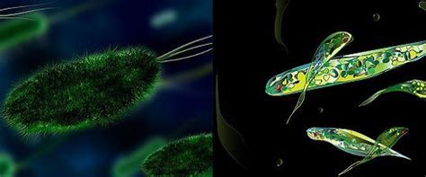 Difference Between Monera And Protista With Comparison Chart Bio