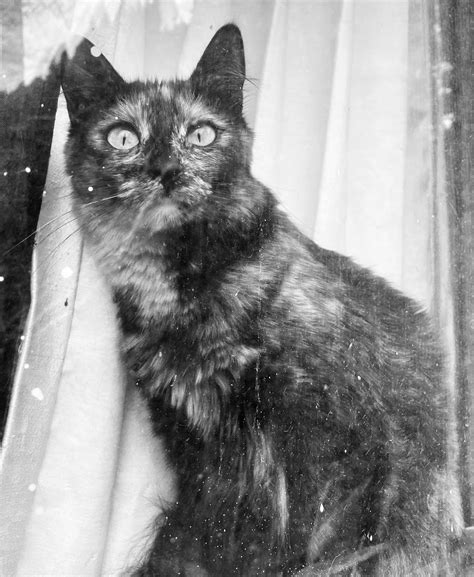 Meet Cheeto My Familiar Kitty Rwitch