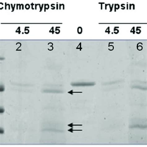 Elution Profile Using A Superdex 200 10300 Gl Size Exclusion Column Of Download Scientific