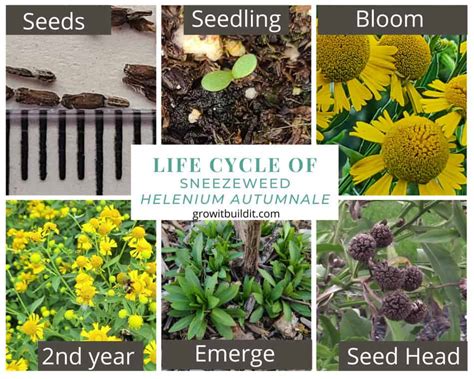 Bitter Sneezeweed Native Range