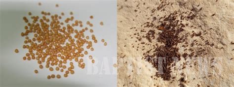 겨자씨나무 왜곡된 진실