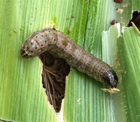 I Just Heard About Army Worms They Were Eating Leaves On Hay Ground