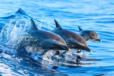 43 Curiosidades De Los Delfines Curiosidades Unicas