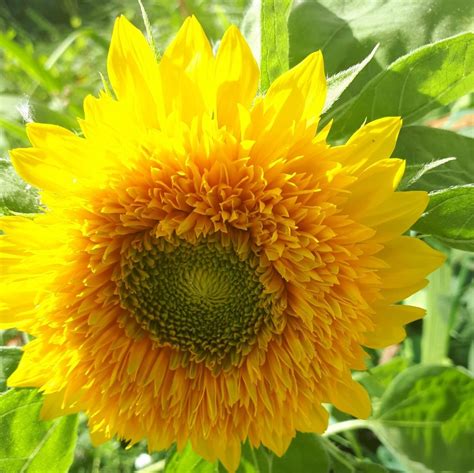 Preiļu Kn Amatierteātris Vōraunīki Preili