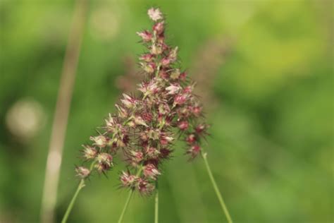 20 Types Of Stickers In Grass How To Identify And Eliminate Them The