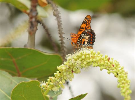 Liga Ecológica Quebradillana Denuncia Destrucción De Hábitat Crítico De