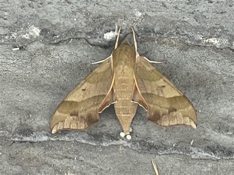 Identify R Moths