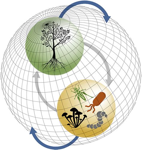 Phytobiomes Contribute To Climate Processes That Regulate Temperature Wind Cloud Cover And