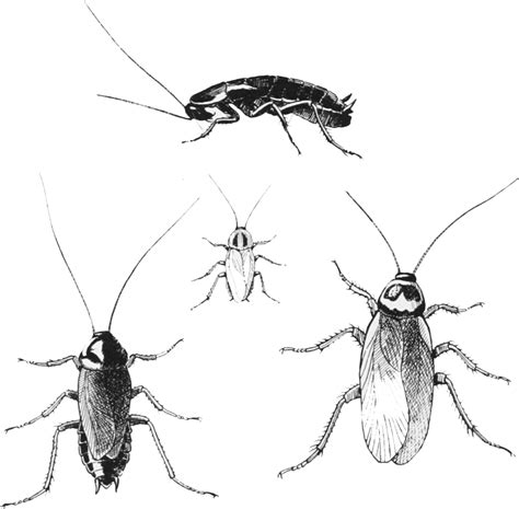 200 Cockroach Png Images
