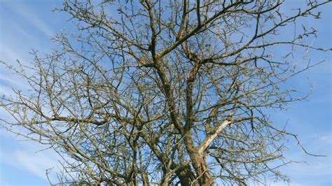 Bare Branches Of Dead Tree Background Blue Sky Nature Landscape Spring Concept Branches
