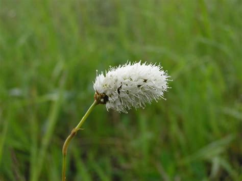 Polygonum Bistortoides 131