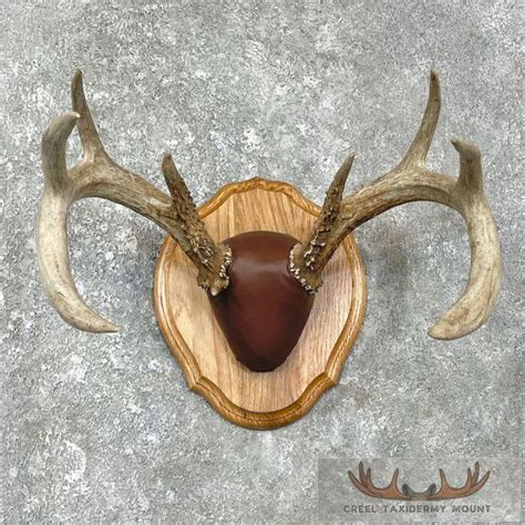 Whitetail Deer Antler Plaque Taxidermy Mount For Sale Creel Taxidermy