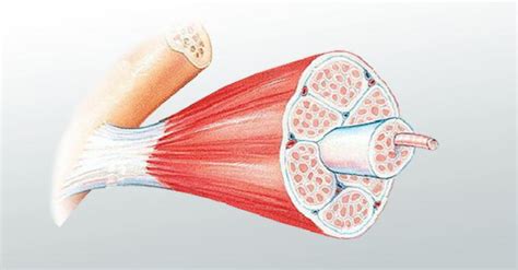 Muscle Tendon Diagram Quizlet