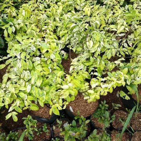Jual Bibit Tanaman Bunga Untuk Bonsai Anting Putri Variegata Shopee Indonesia