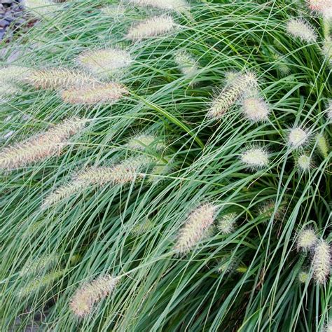 Hameln Fountain Grass Buy Online At