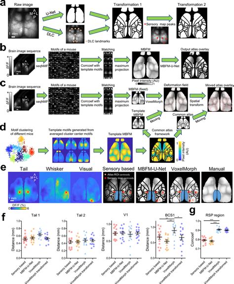 Performance Of Functional Sensory Map And Activity Motif Alignment Download Scientific Diagram