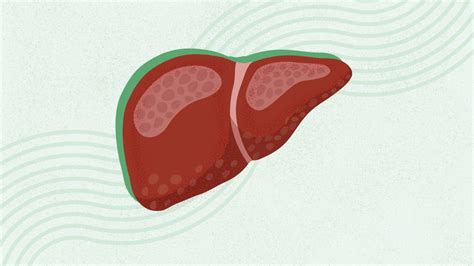 The Liver Essential Functions And How To Keep It Healthy
