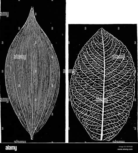 Examples Of Parallel Venation Leaves