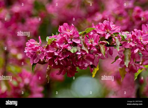 Photo With Blooming With Patterned In Red And White Colors Of Apple