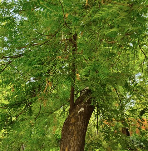 Is Neem Tree Gives Oxygen In Night At Ashley Smalley Blog