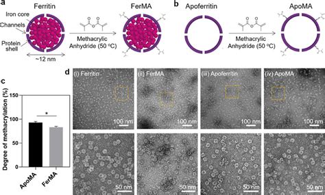 Schematic Of A Ferritin And B Apoferritin Methacrylation Process