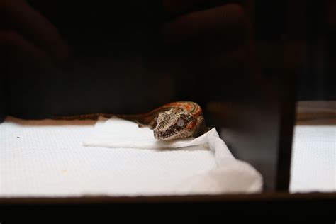A Pretty Gargoyle Gecko At A Reptile Expo R Reptiles
