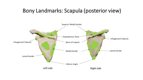 Lab Quiz 1 Slide 8 Diagram Quizlet
