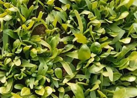 அசர வைக்கும் நானோ டெக்னாலஜி வெடி மருந்தை கண்டுபிடிக்கும் கீரை