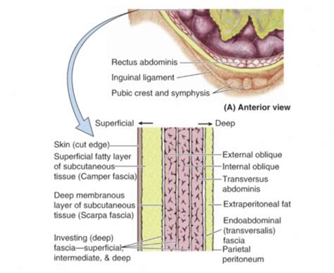 Anterior Abdominal Wall Flashcards Quizlet