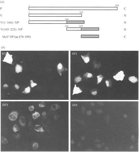 Structure And Subcellular Localization Of Mutants Encoding Deleted V