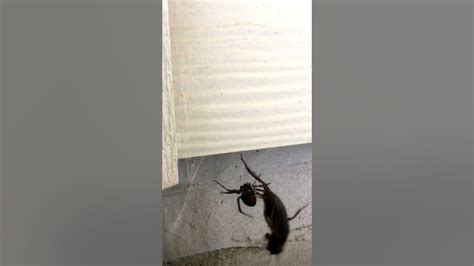 Black Widow Spider Eating A Cricket Youtube