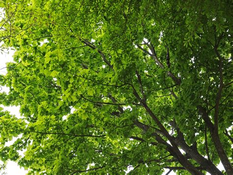 Summer Pruning Techniques Frontier Landscaping Vancouver Wa