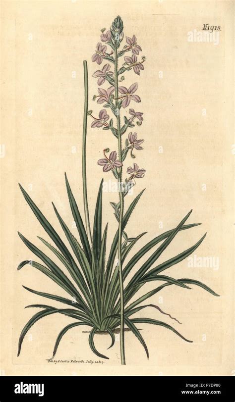 Grass Triggerplant Or Grass Leaved Stylidium Stylidium Graminifolium