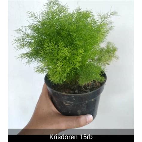 Jual Tanaman Hias Jadul Krisdoren Shopee Indonesia