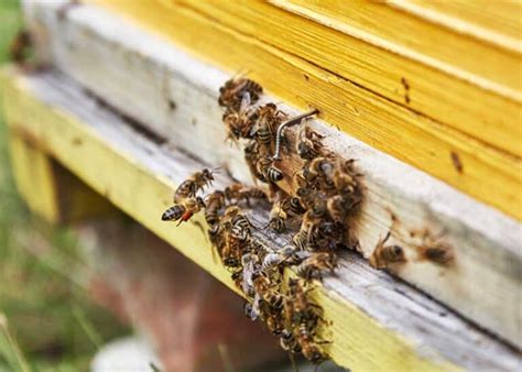 Do Flying Ants Bite 6 Things To Know The Buginator