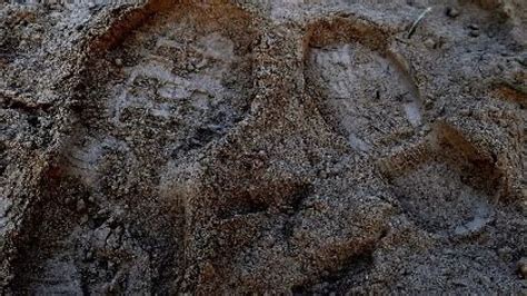 The Value Of Pattern Evidence In Crime Scene Investigations