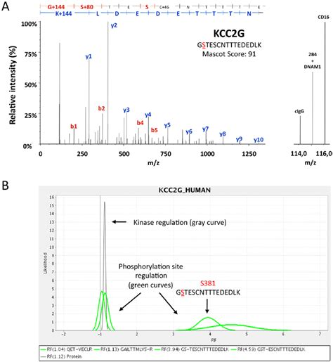 Quantification Of Kinase Phosphorylation Induced By Activating Nk Cell