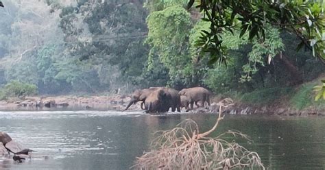 Sulya ಮದಗಜಗಳ ನೀರಾಟ ಗಡಿ ಭಾಗದ ಕೃಷಿಕರು ಹೈರಾಣ Daily Pulse