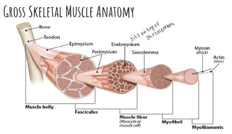 Anatomy Chpt 12 Flashcards Quizlet
