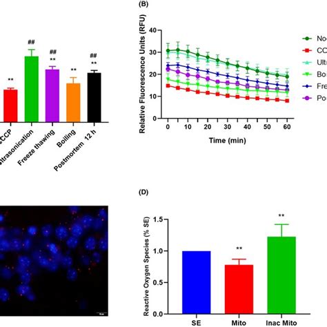 Properties Of Isolated Mitochondria A Membrane Potential Of Isolated Download Scientific