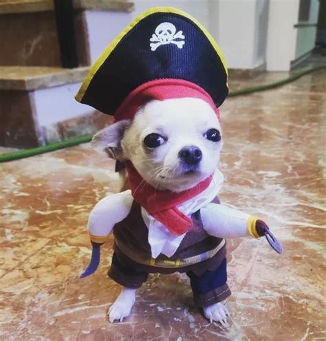 Small But Deadly Lmao Scrolller