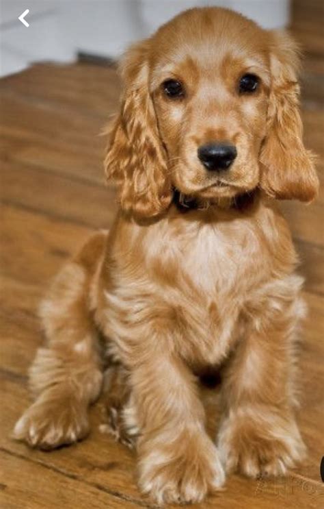 Pin By Ellies On English Cocker Spaniel Show Cocker Spaniel Cute