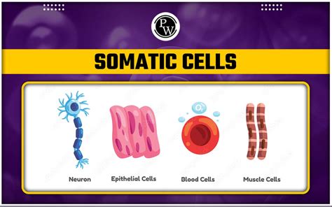 Examples Of Somatic Cells And Their Vital Functions
